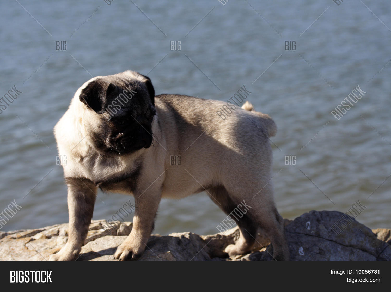 Mops Image & Photo (Free Trial) | Bigstock