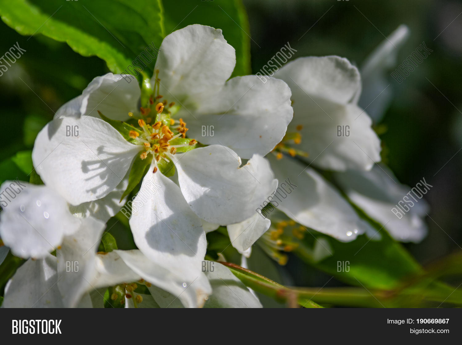 Apple Trees 图片和照片（免费试用） | Bigstock