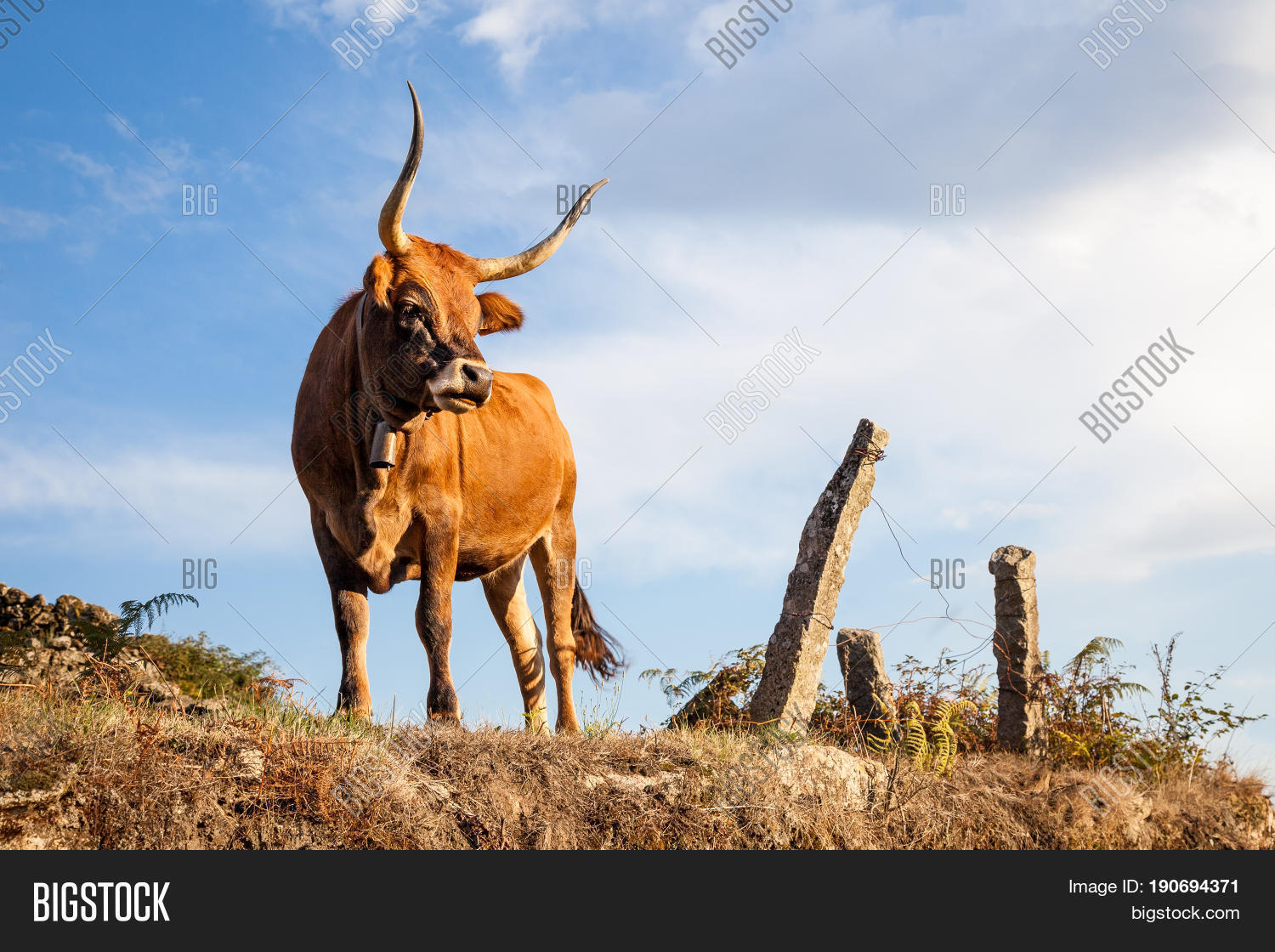 Bull On Pasture, Image & Photo (Free Trial) | Bigstock