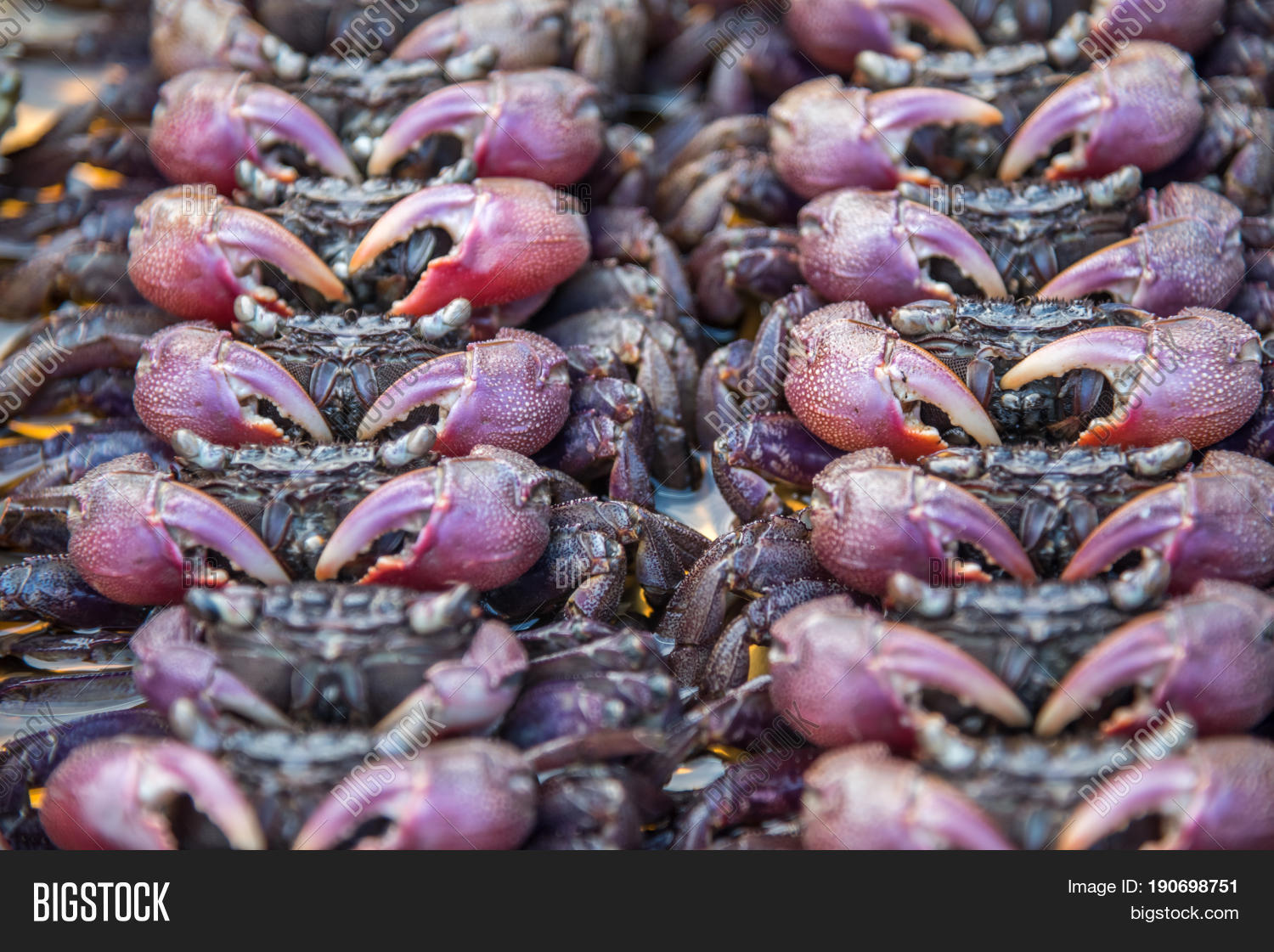 Salted Crab Thai Image & Photo (Free Trial) | Bigstock