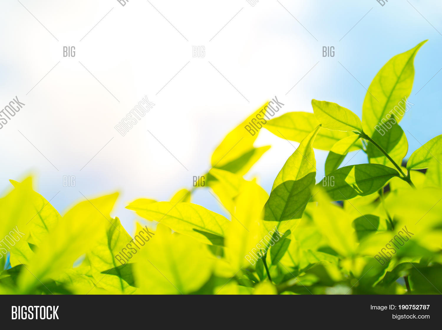 Green Leaf Natural Image & Photo (Free Trial) | Bigstock