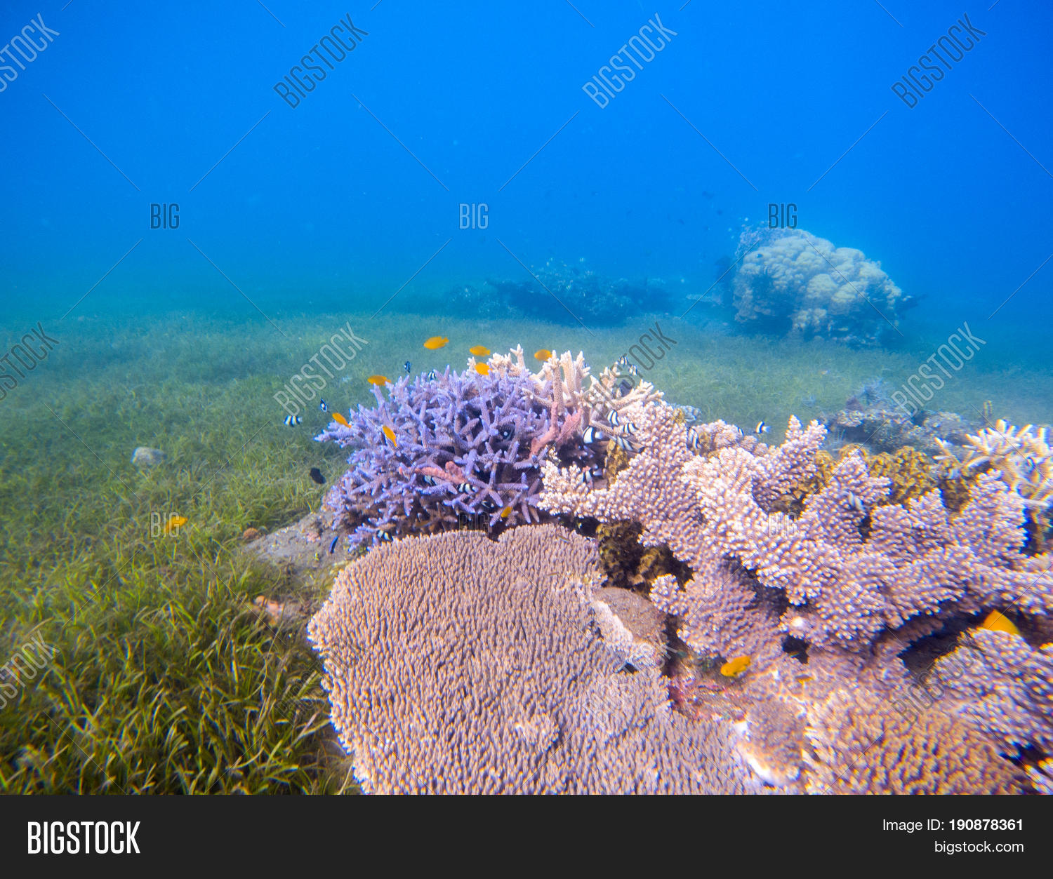Coral Reef Landscape Image & Photo (Free Trial) | Bigstock