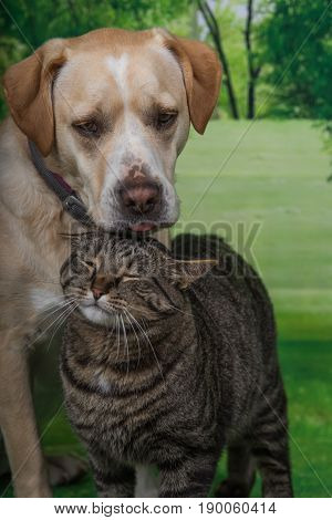 Dog Cat Nuzzling Each Image & Photo (Free Trial) | Bigstock