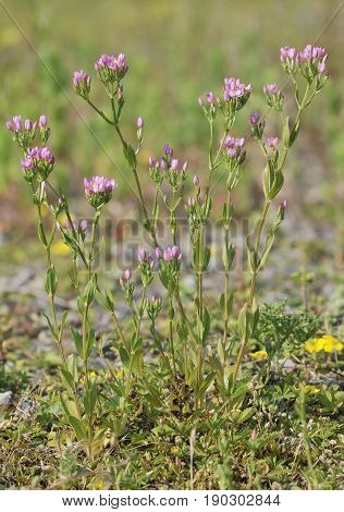 Common Centaury Image & Photo (Free Trial) | Bigstock