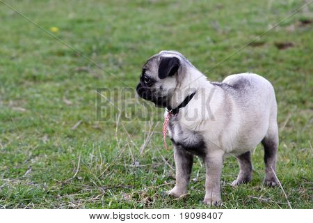 Mops Image & Photo (Free Trial) | Bigstock