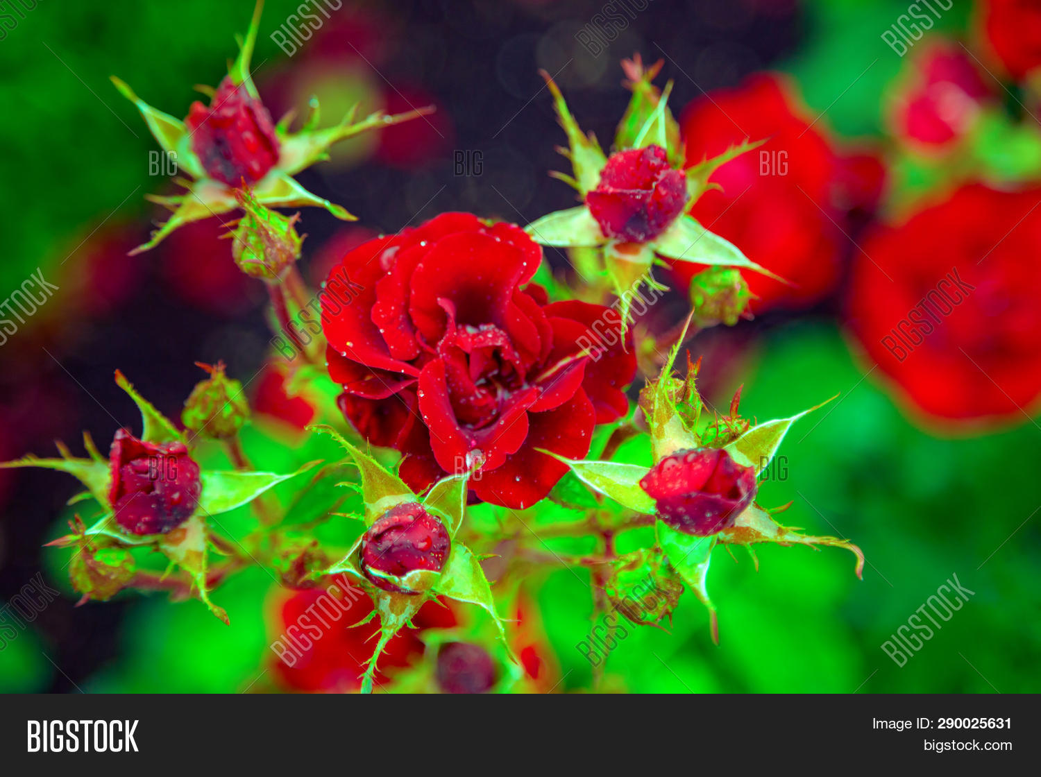 Red Rose On Branch Image & Photo (Free Trial) | Bigstock