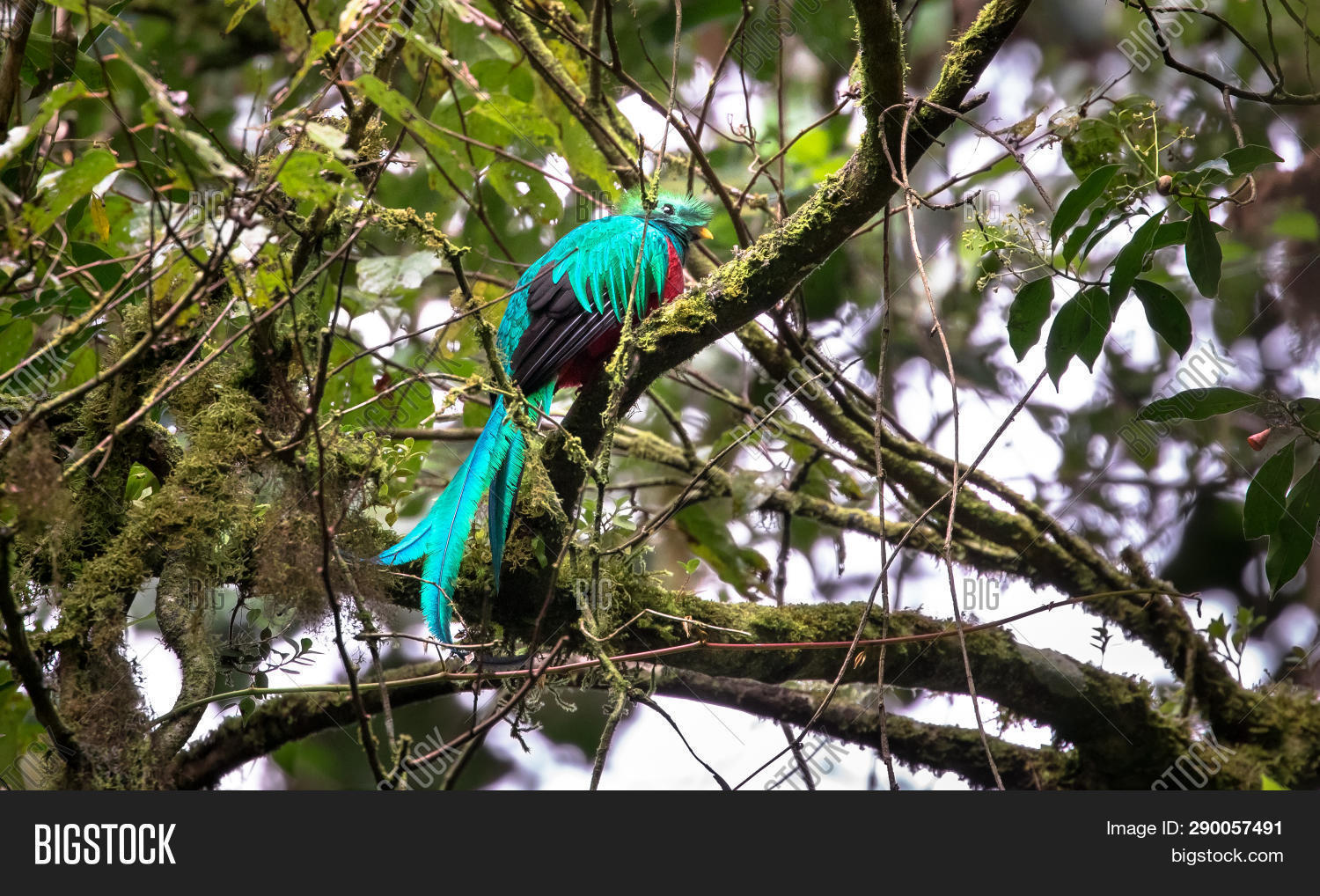 Resplendent Quetzal ( Image & Photo (Free Trial) | Bigstock