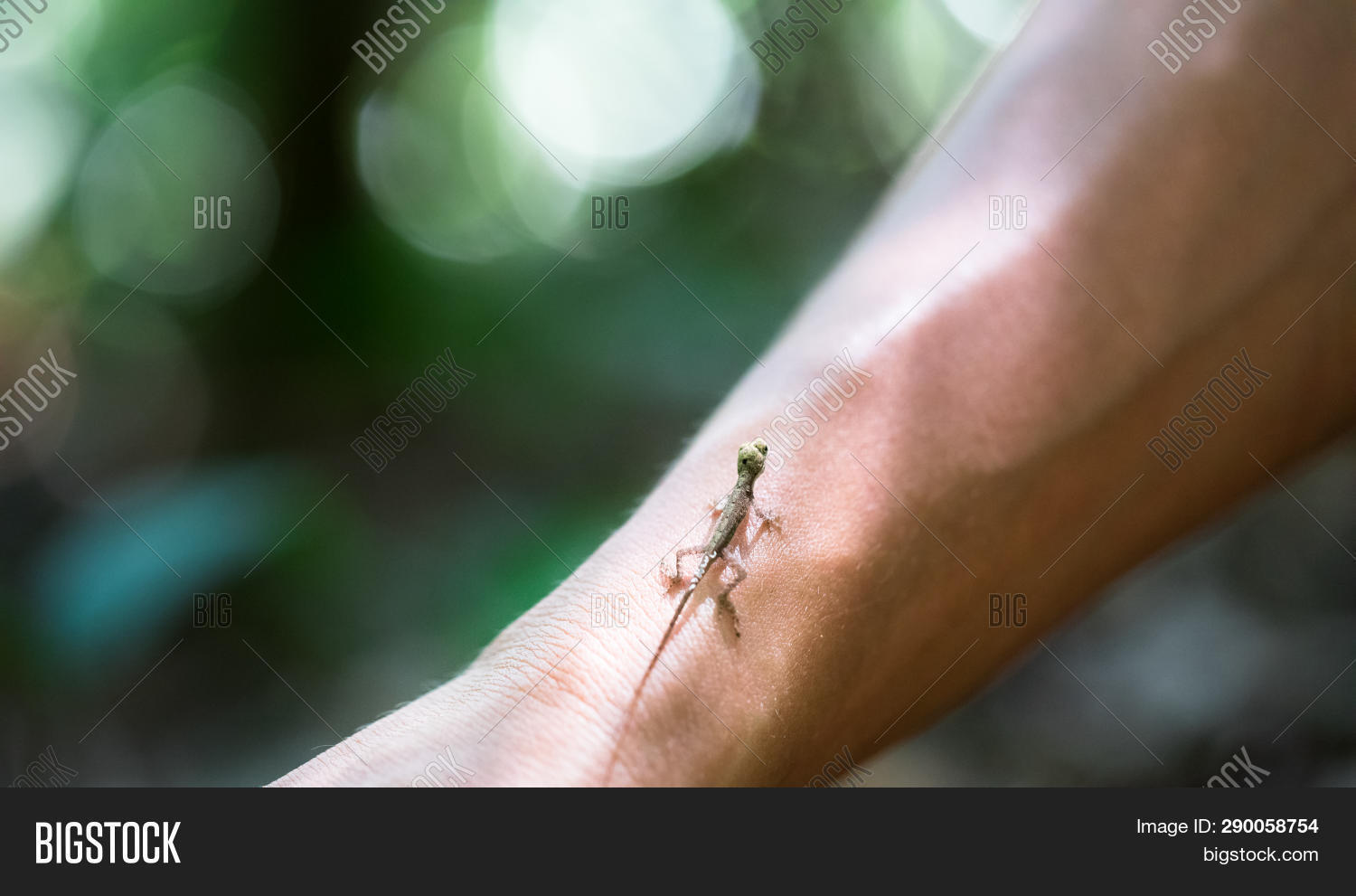 Baby Slender Anole ( Image & Photo (Free Trial) | Bigstock