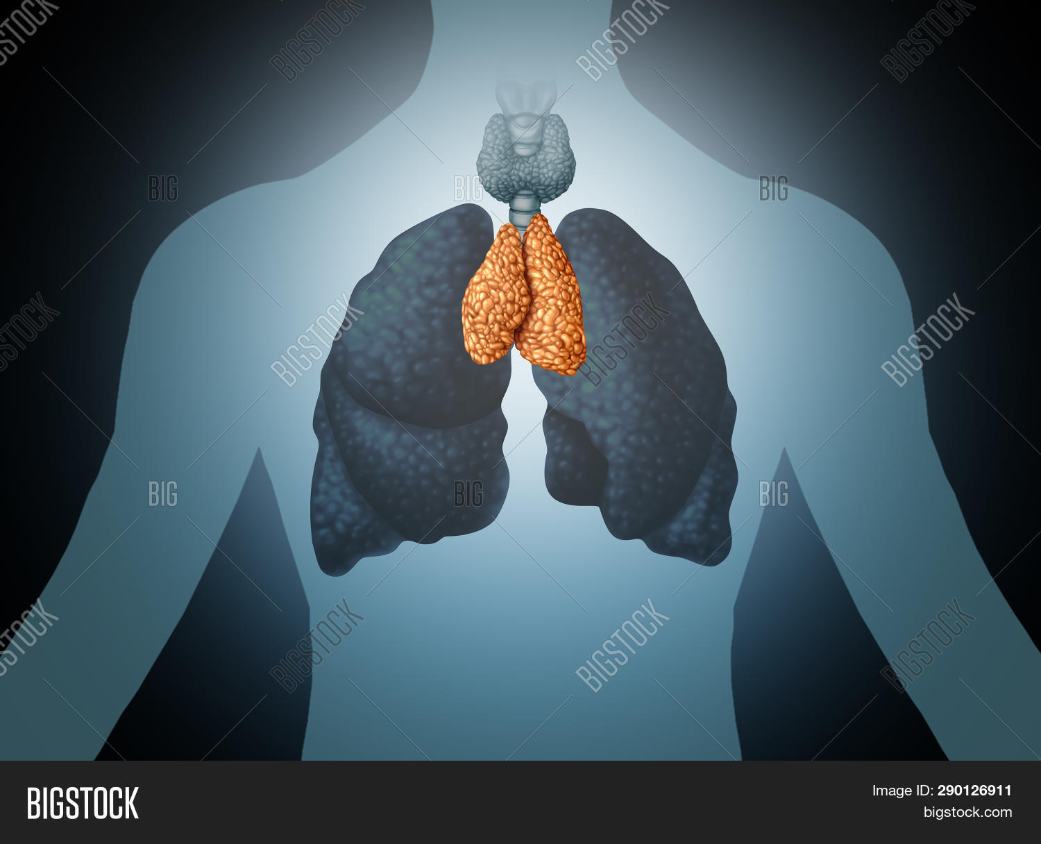 Thymus Human Organ Image & Photo (Free Trial) | Bigstock