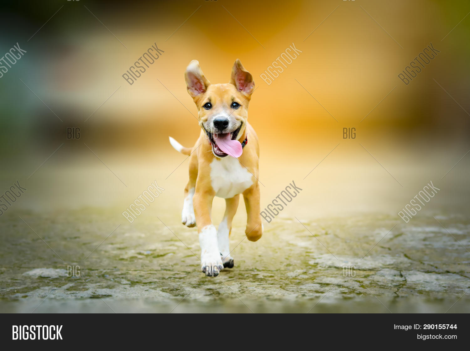 Dog Happy Running Image & Photo (Free Trial) | Bigstock