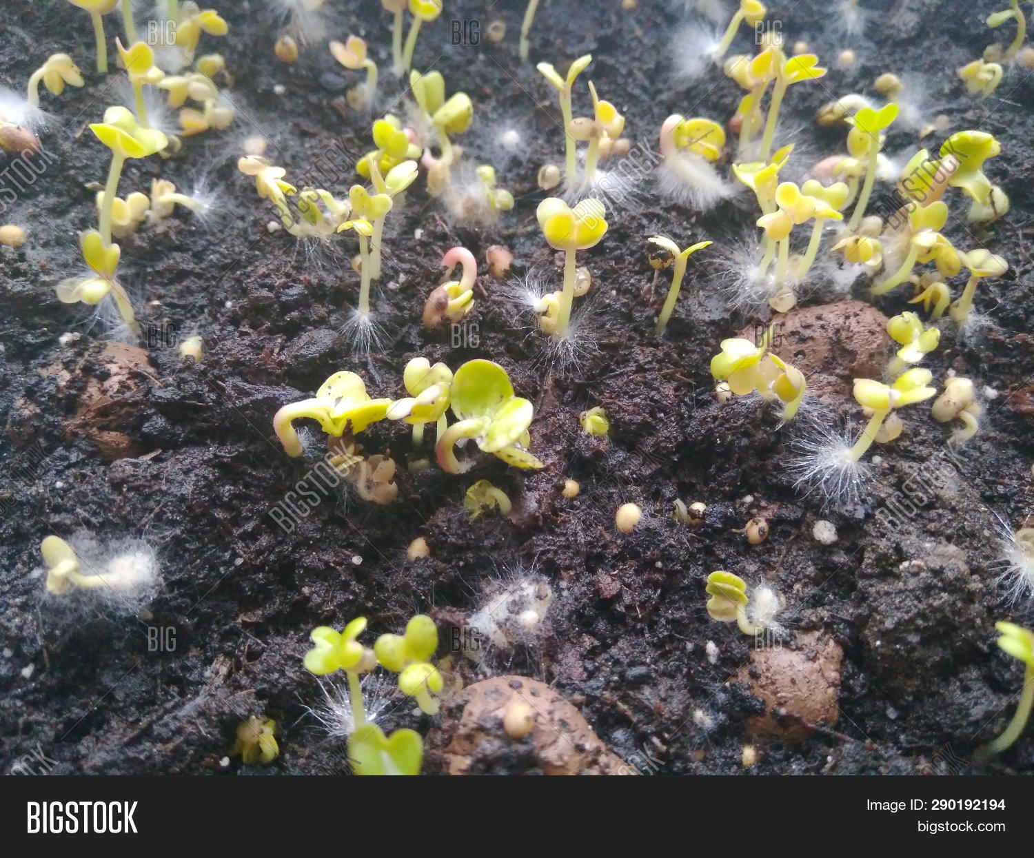 Germinated Micro Green Image & Photo (Free Trial) | Bigstock