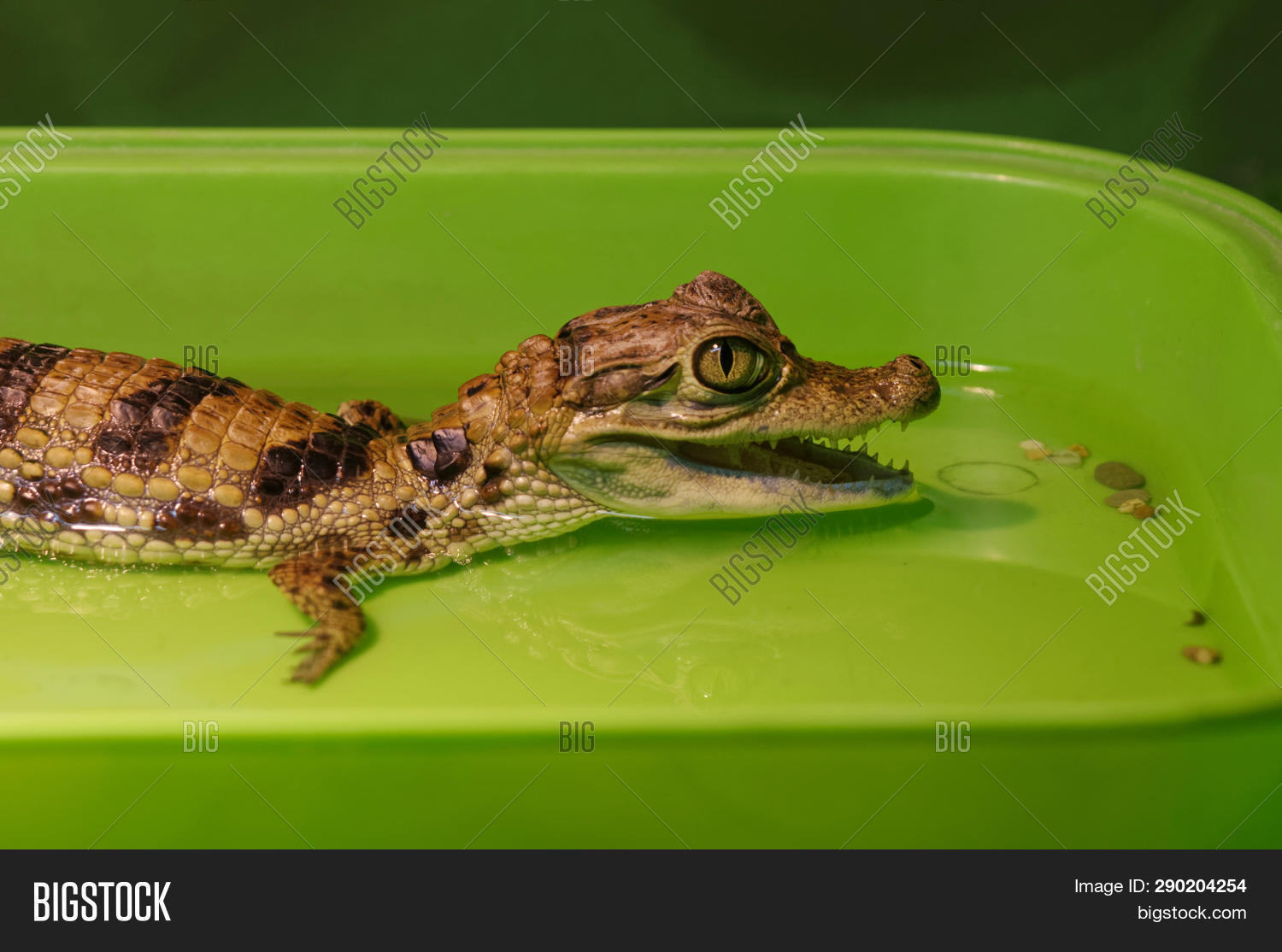 The Little Crocodile Drawing & Illustration Digital Art & Collectibles ...