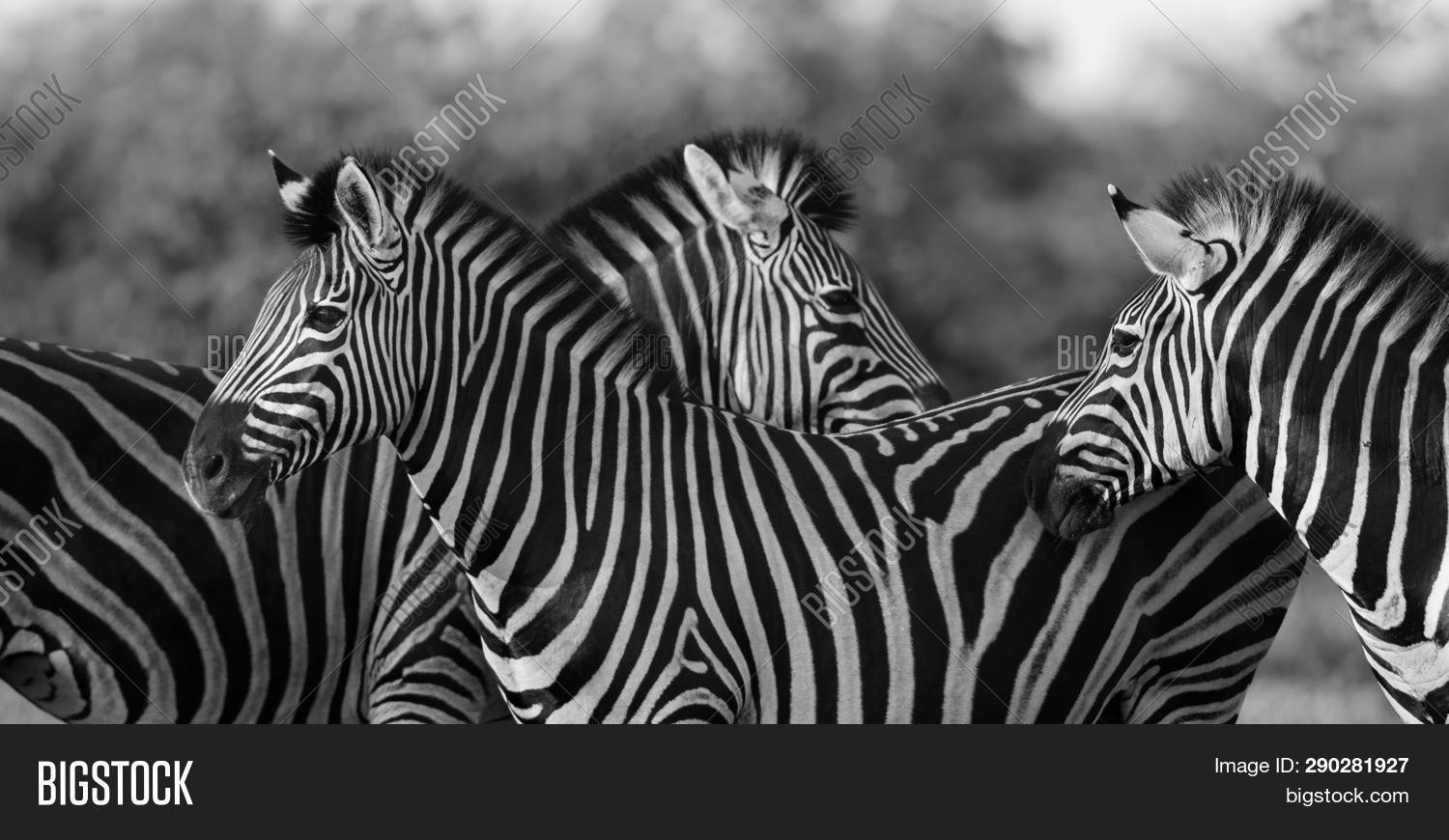 Three Common Zebra ( Image & Photo (Free Trial) | Bigstock