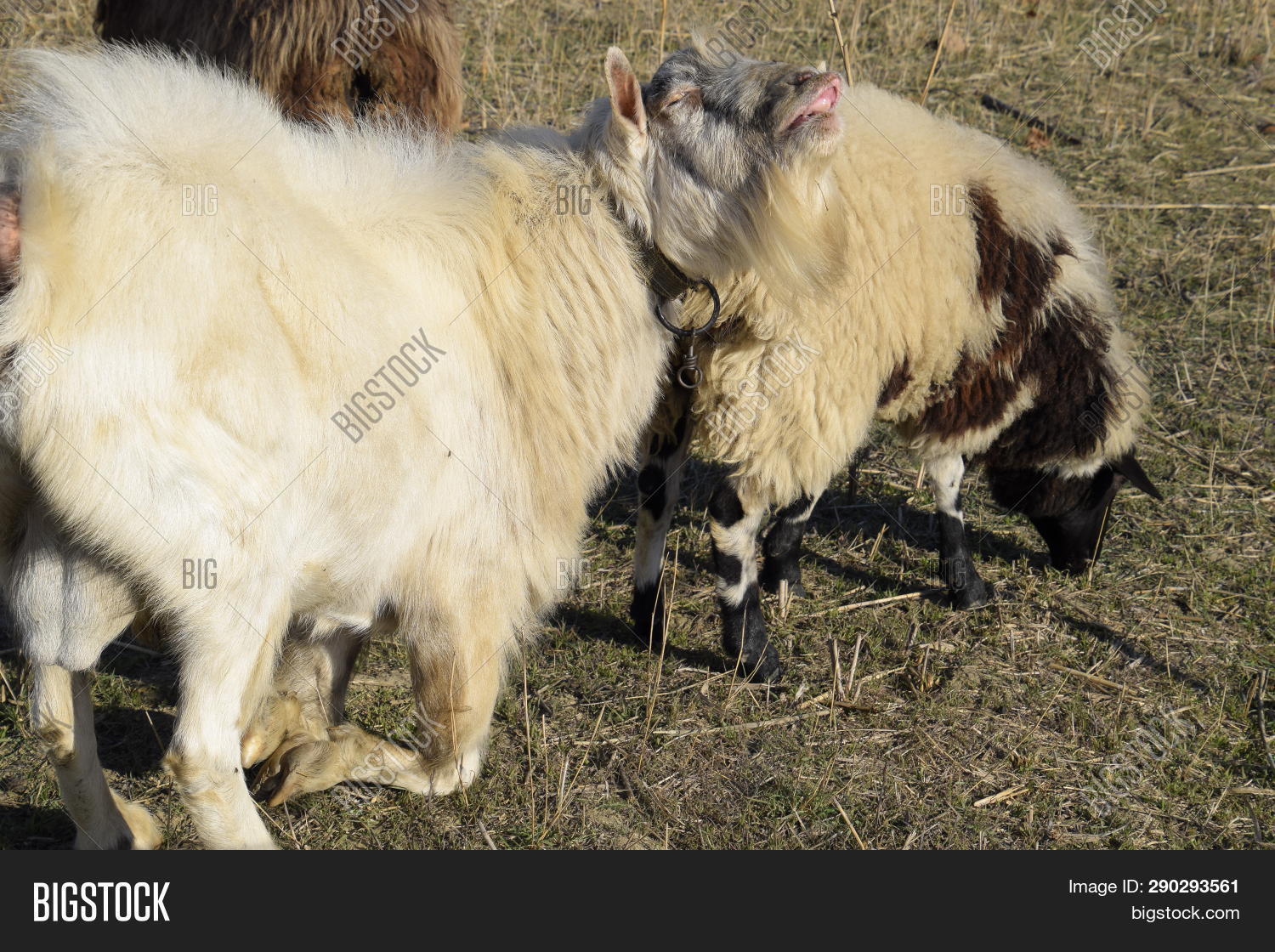 White Goat Large Image & Photo (Free Trial) | Bigstock