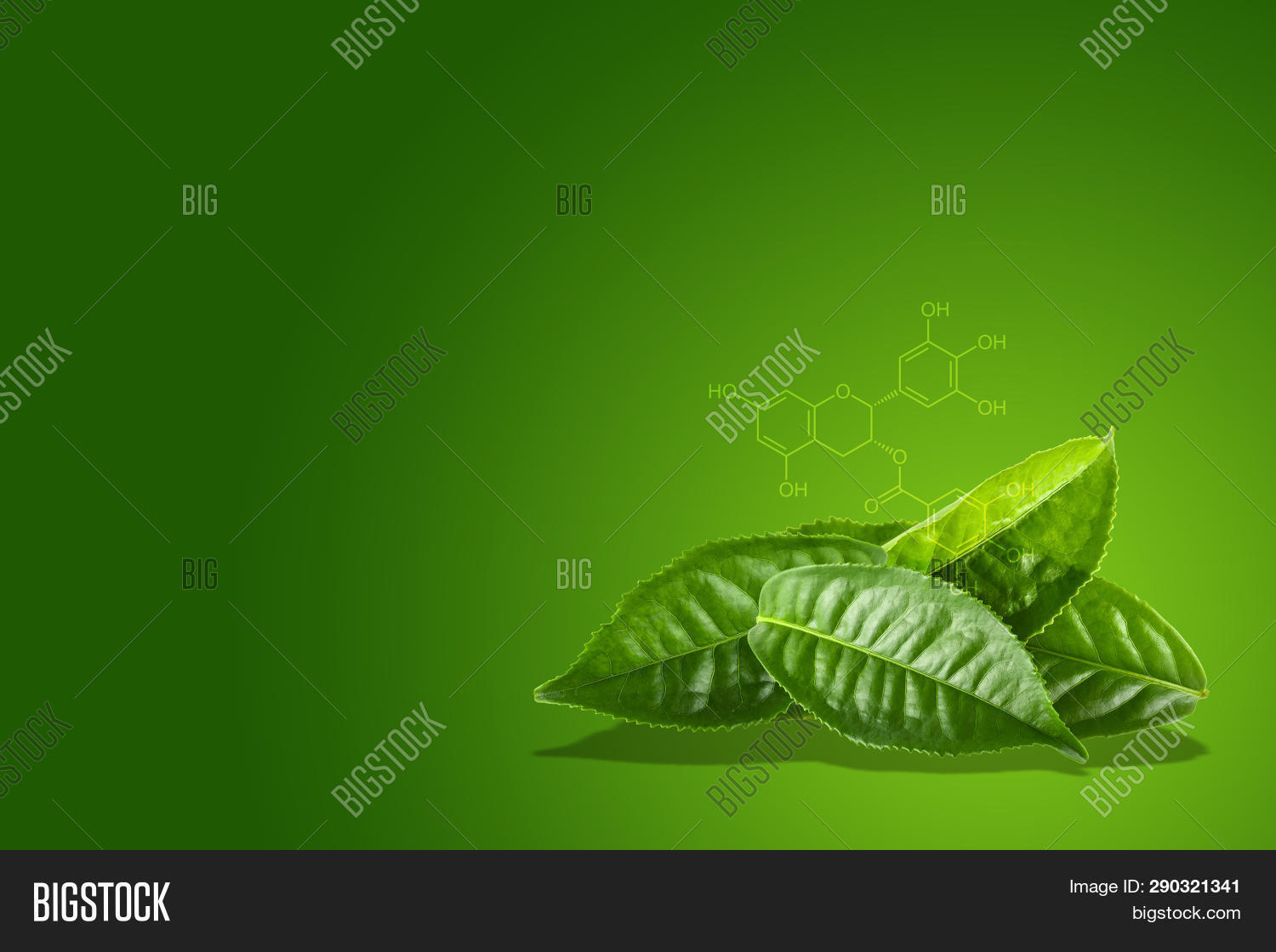 Green Tea Leaf Image & Photo (Free Trial) | Bigstock