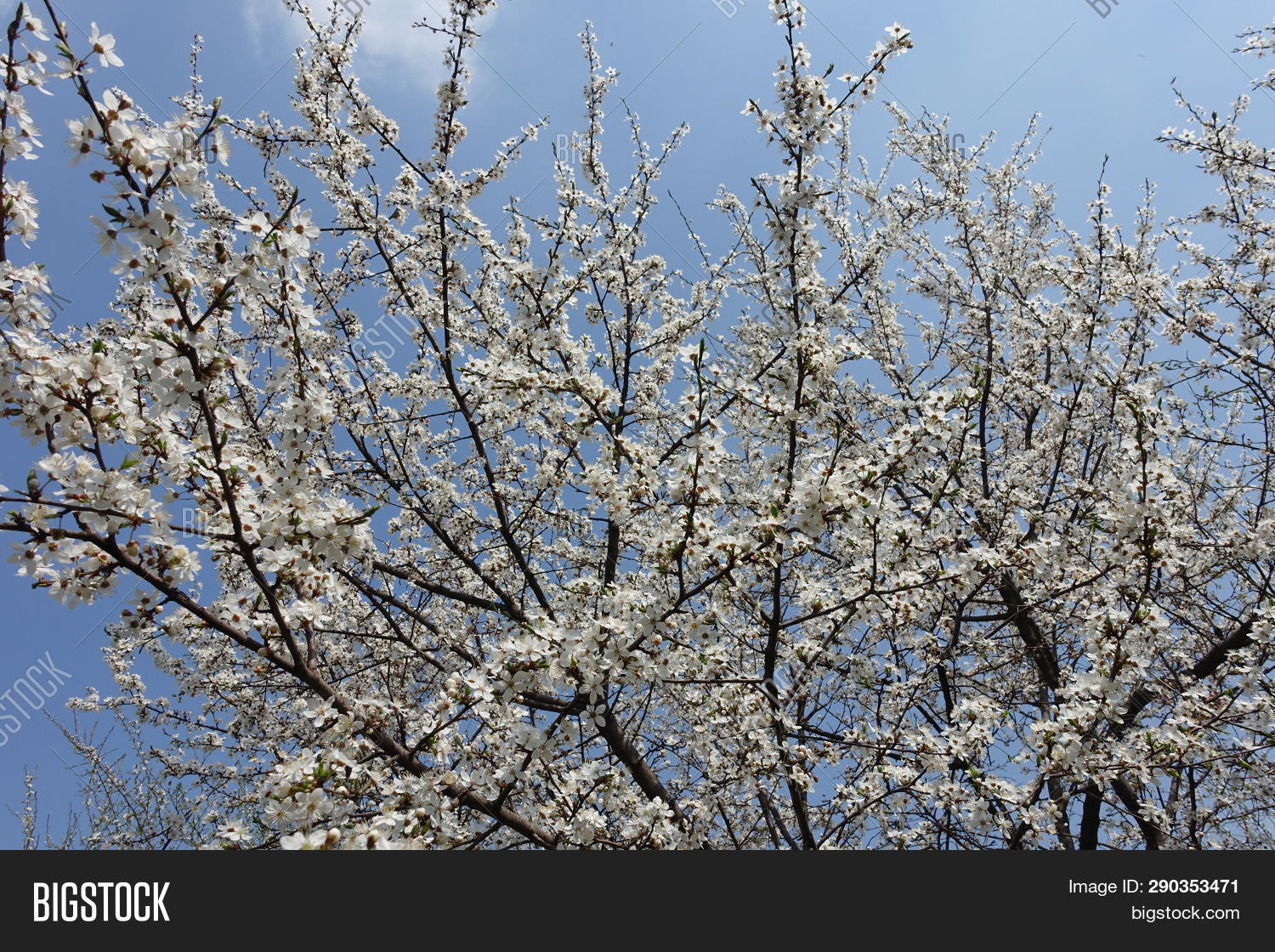 Upright Branches Image & Photo (Free Trial) | Bigstock