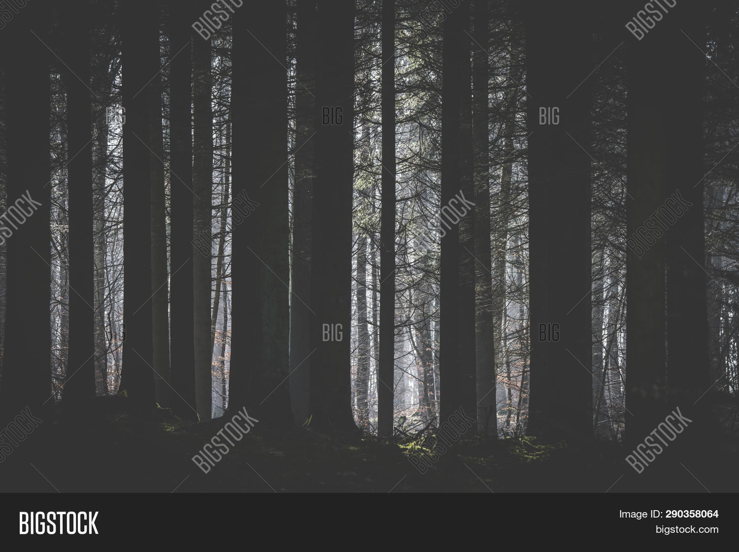 Dark Forest Clearing Image & Photo (Free Trial) | Bigstock