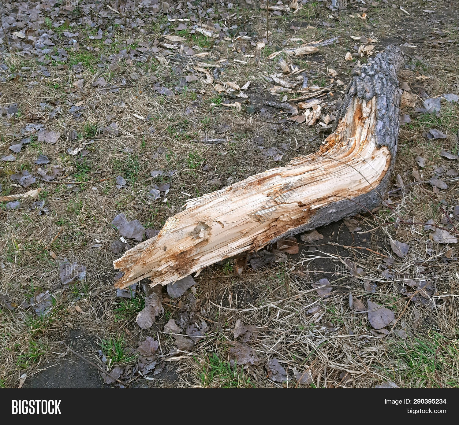 Imagen y foto Decomposed Wood (prueba gratis) | Bigstock
