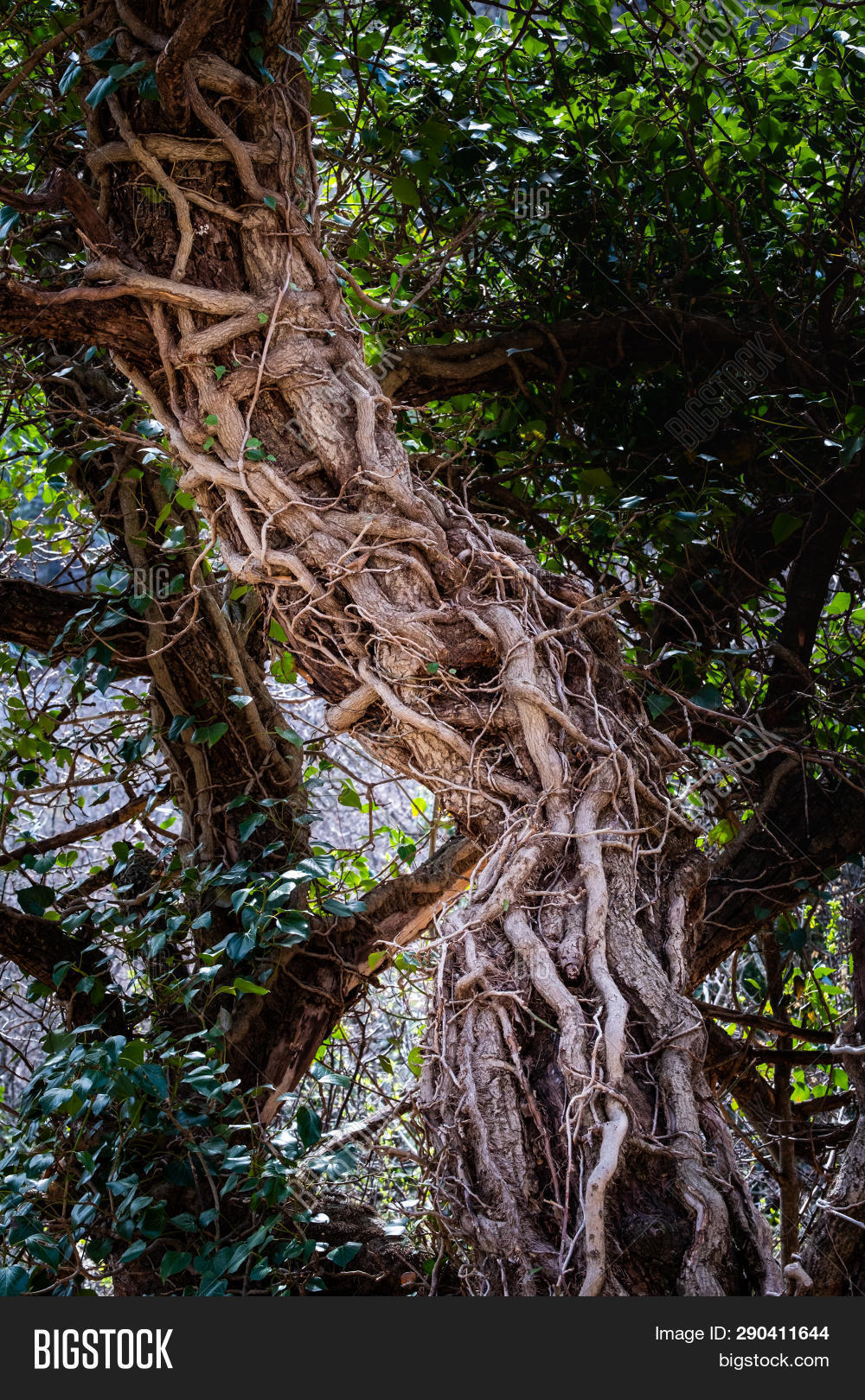 Old Fat Ivy Grows Over Image & Photo (Free Trial) | Bigstock