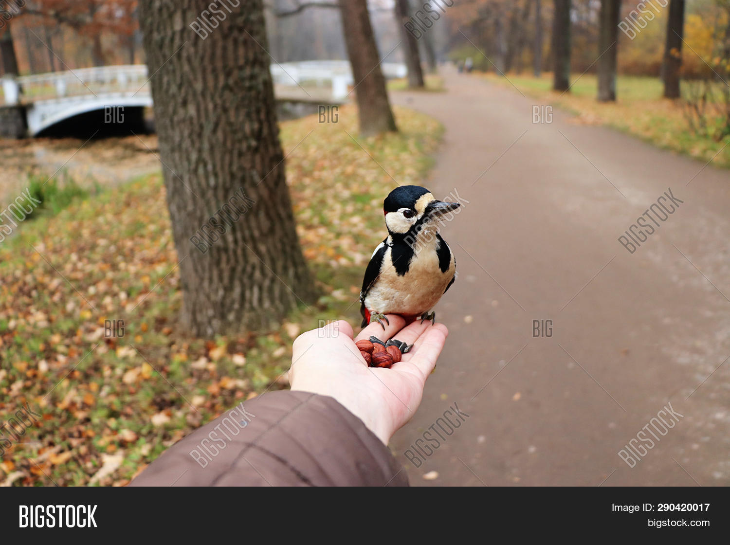 Bird On Hand Eats Nuts Image & Photo (Free Trial) | Bigstock