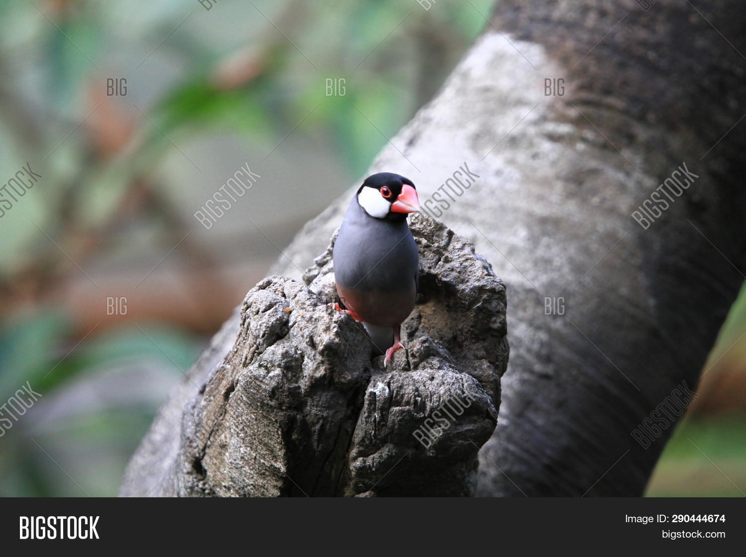 Java Rice Sparrow. Hk Image & Photo (Free Trial) | Bigstock
