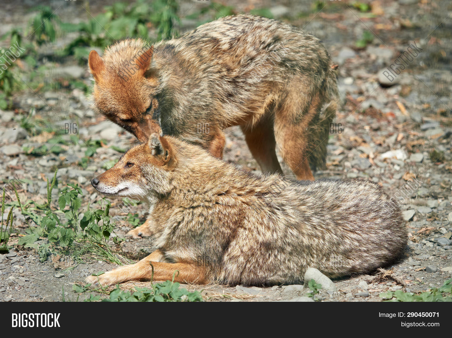 Two Jackals Resting On Image & Photo (Free Trial) | Bigstock