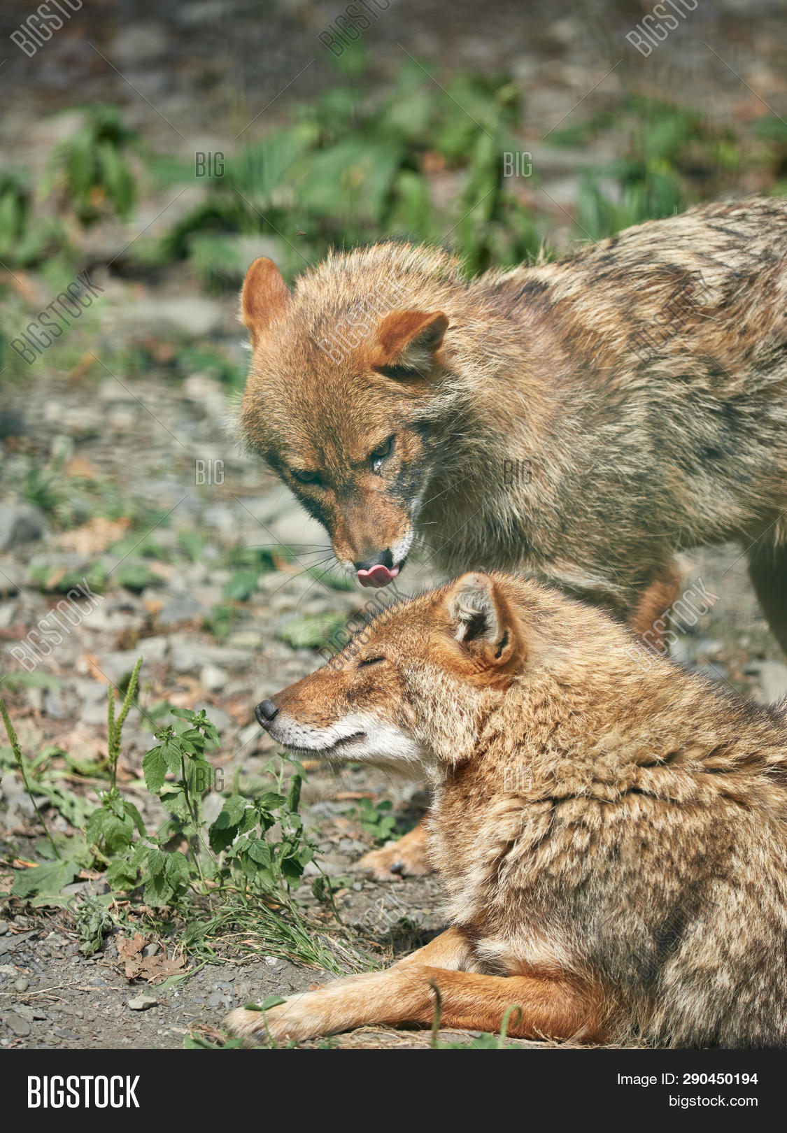 Two Jackals Resting On Image & Photo (Free Trial) | Bigstock