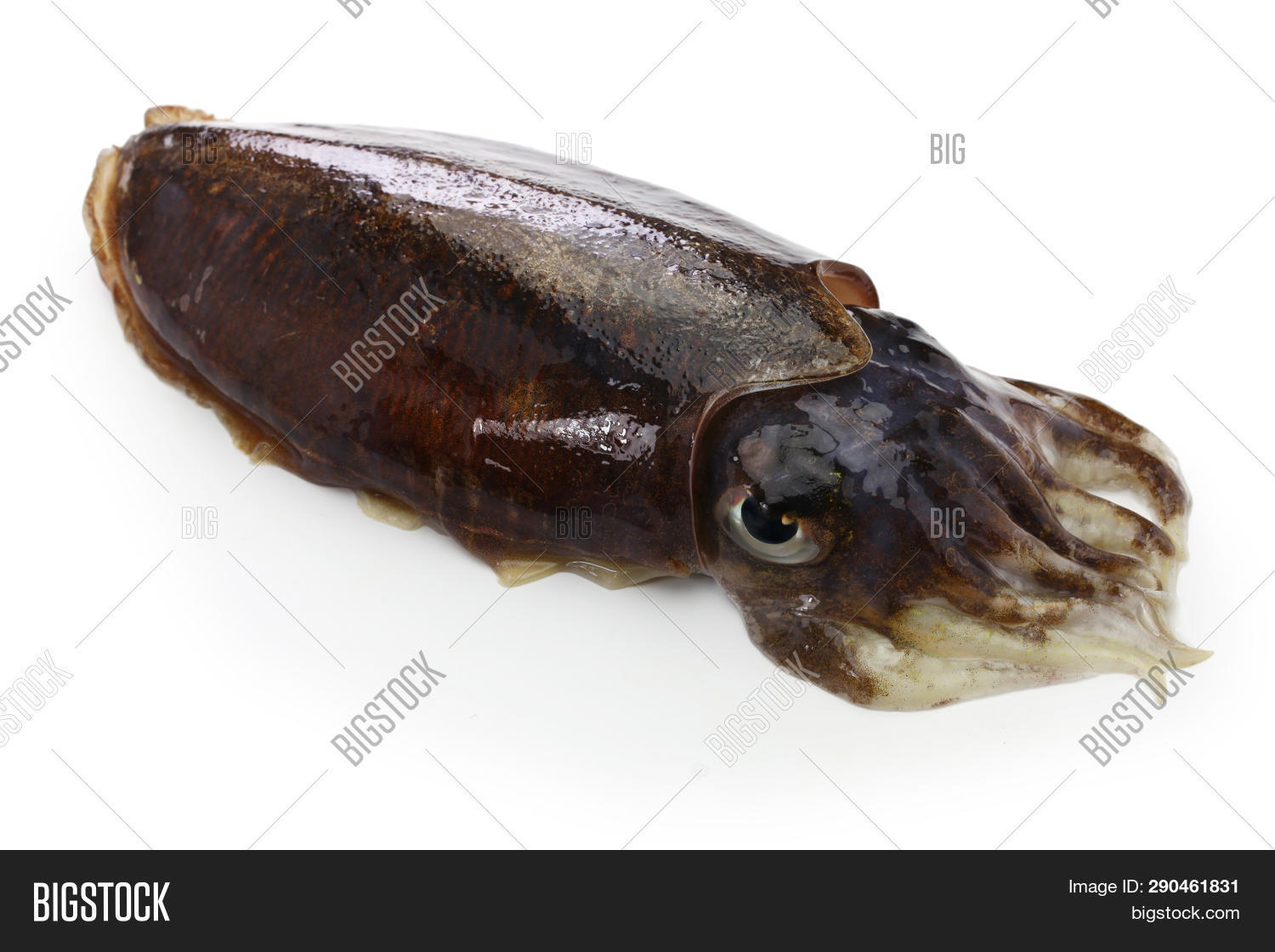 Imagen y foto Fresh Cuttlefish (prueba gratis) | Bigstock