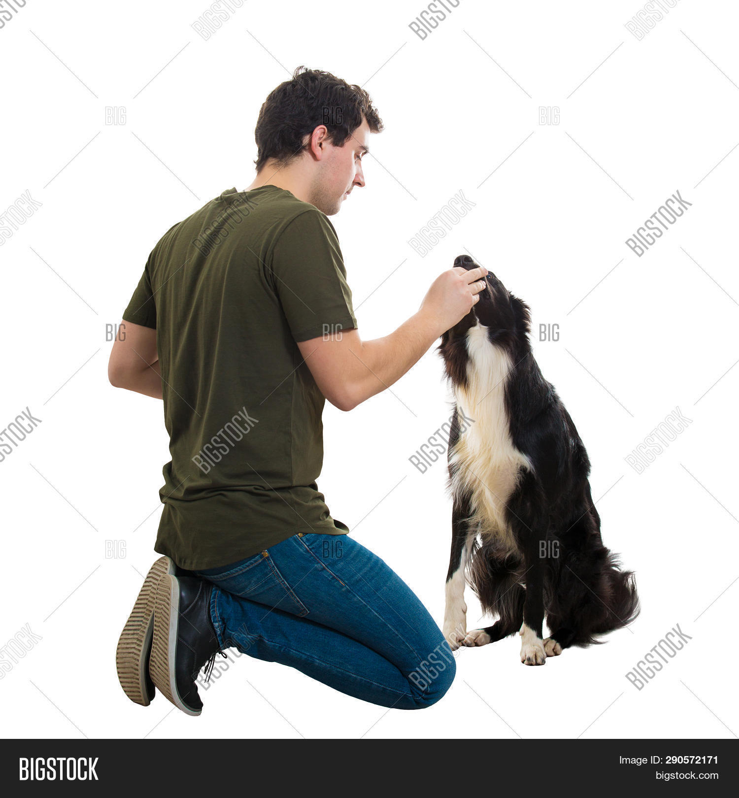 How Do You Train A Border Collie To Sit