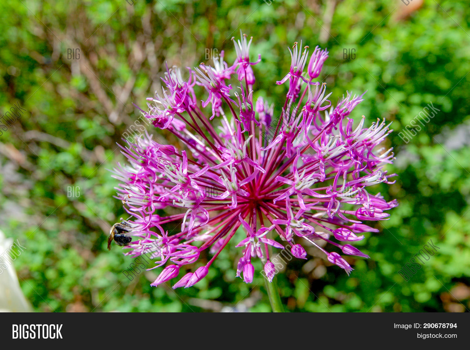 Flower Name Allium Image & Photo (Free Trial) | Bigstock