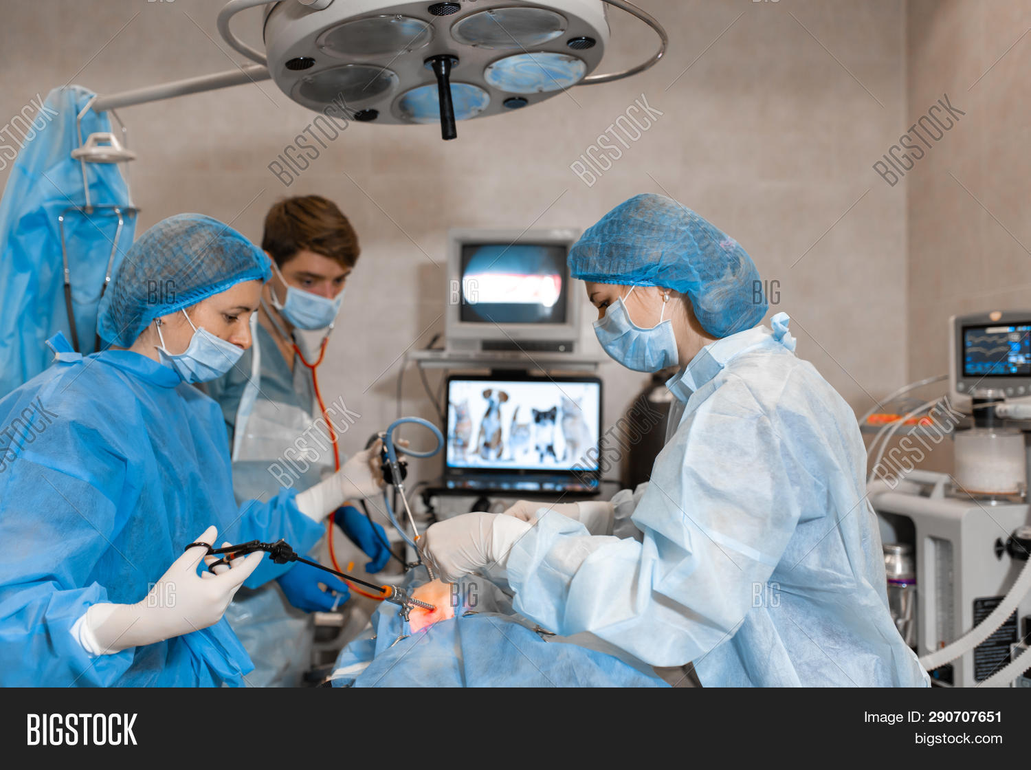 Vet Doing Operation Image & Photo (Free Trial) | Bigstock