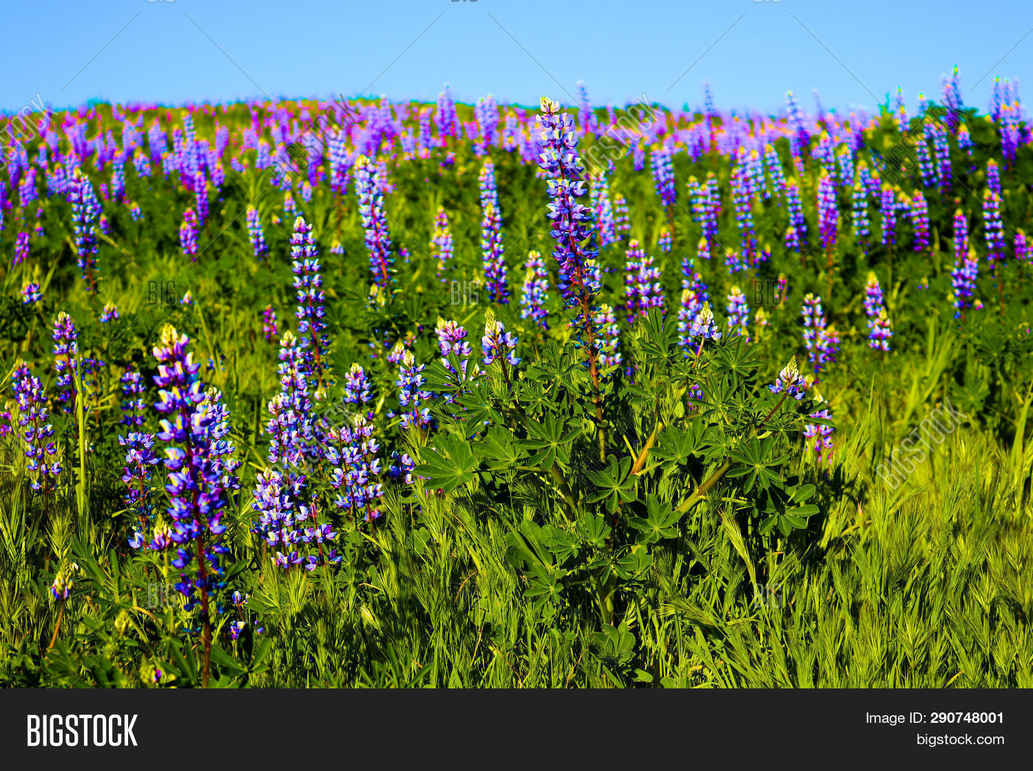 Lush Green Field Image & Photo (Free Trial) | Bigstock