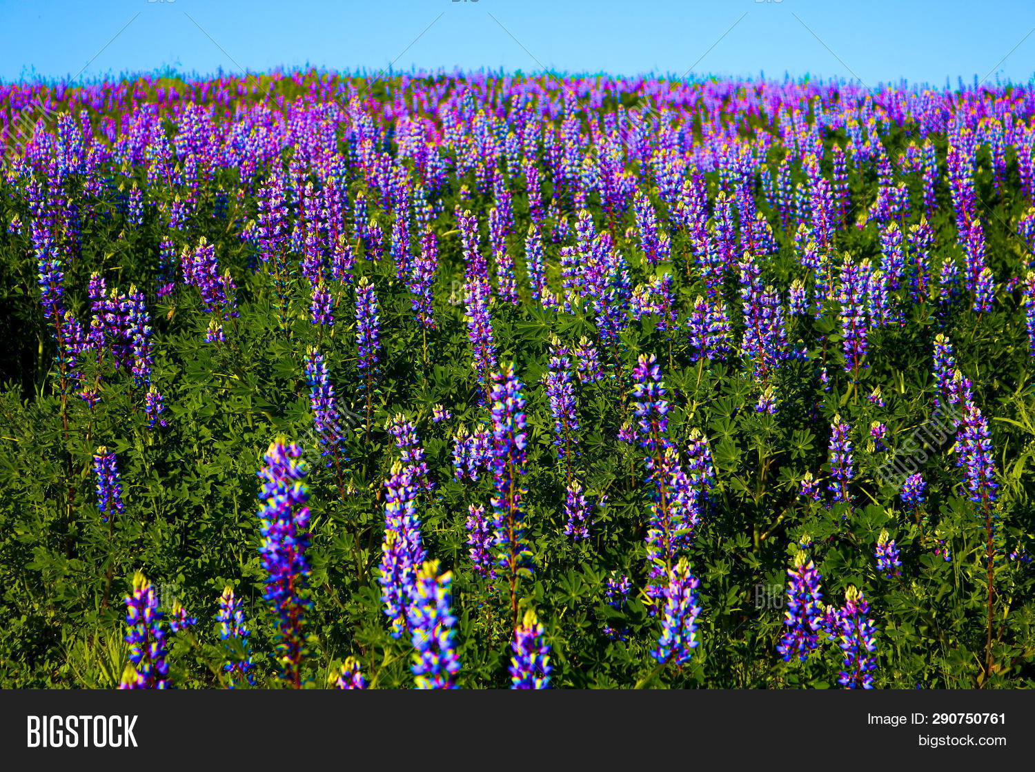Purple Lupine Flower Image & Photo (Free Trial) | Bigstock