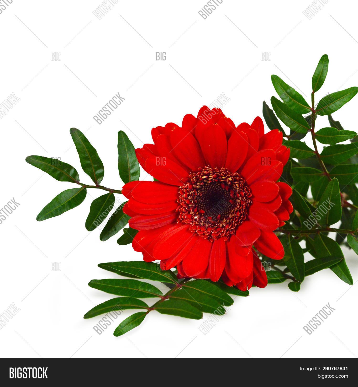 Close Red Gerbera Image & Photo (Free Trial) | Bigstock