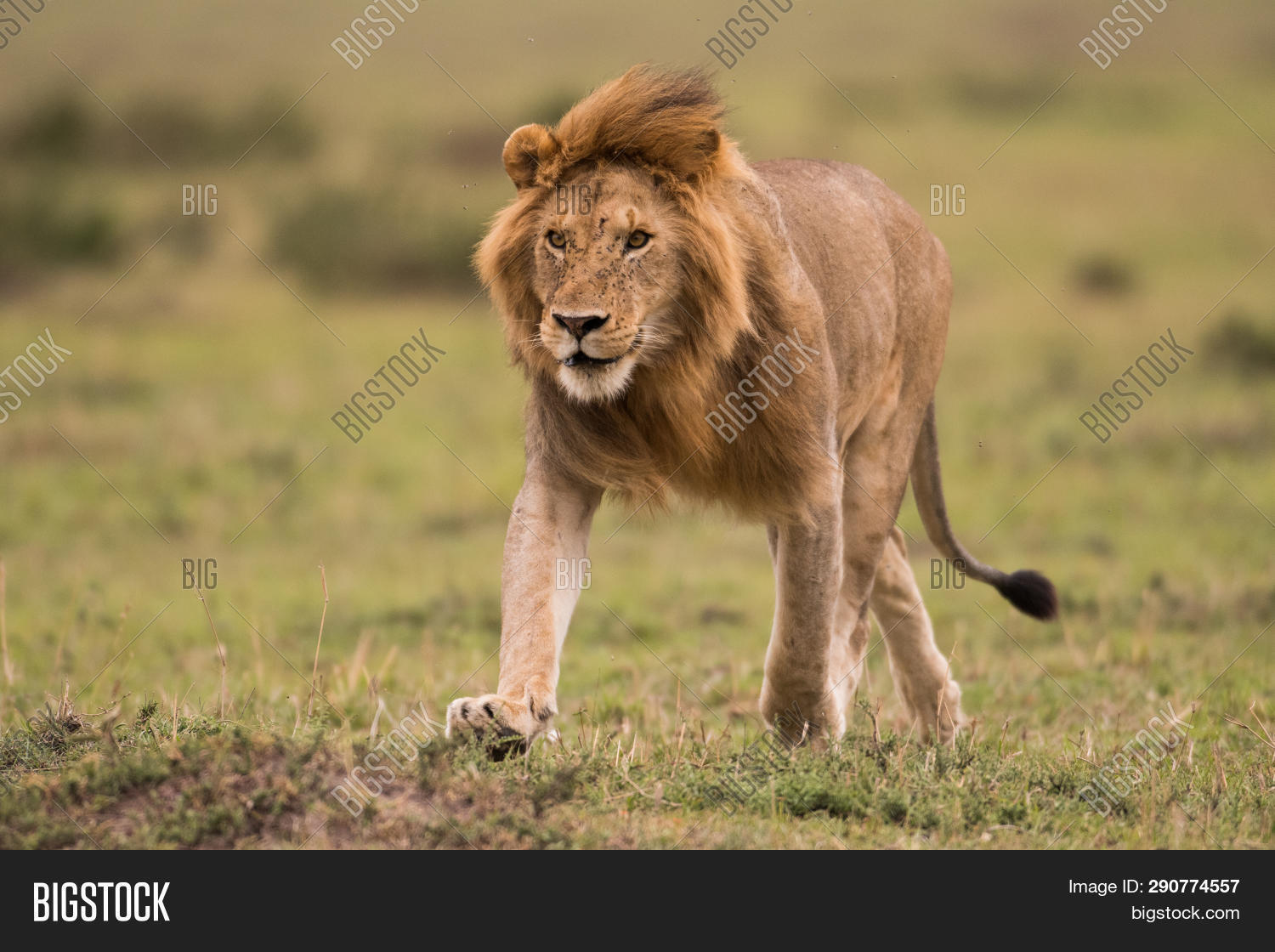 Male African Lion Image & Photo (Free Trial) | Bigstock