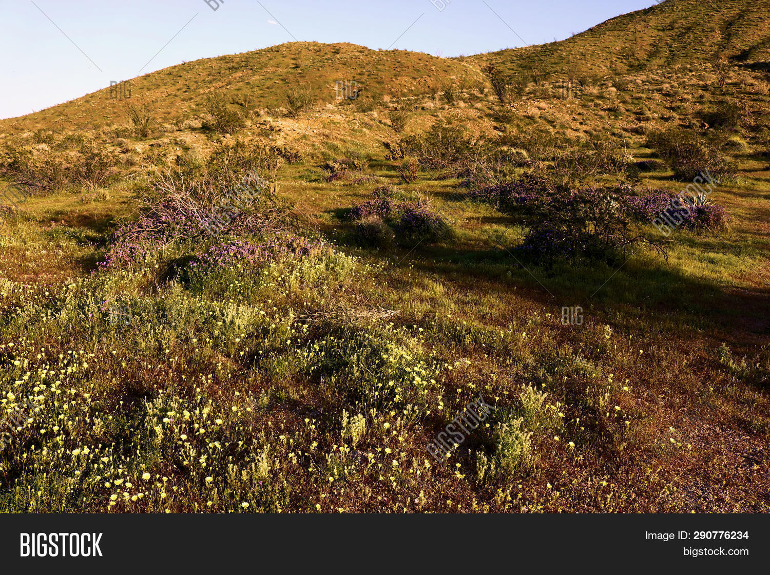 Chaparral Plants Image & Photo (Free Trial) | Bigstock