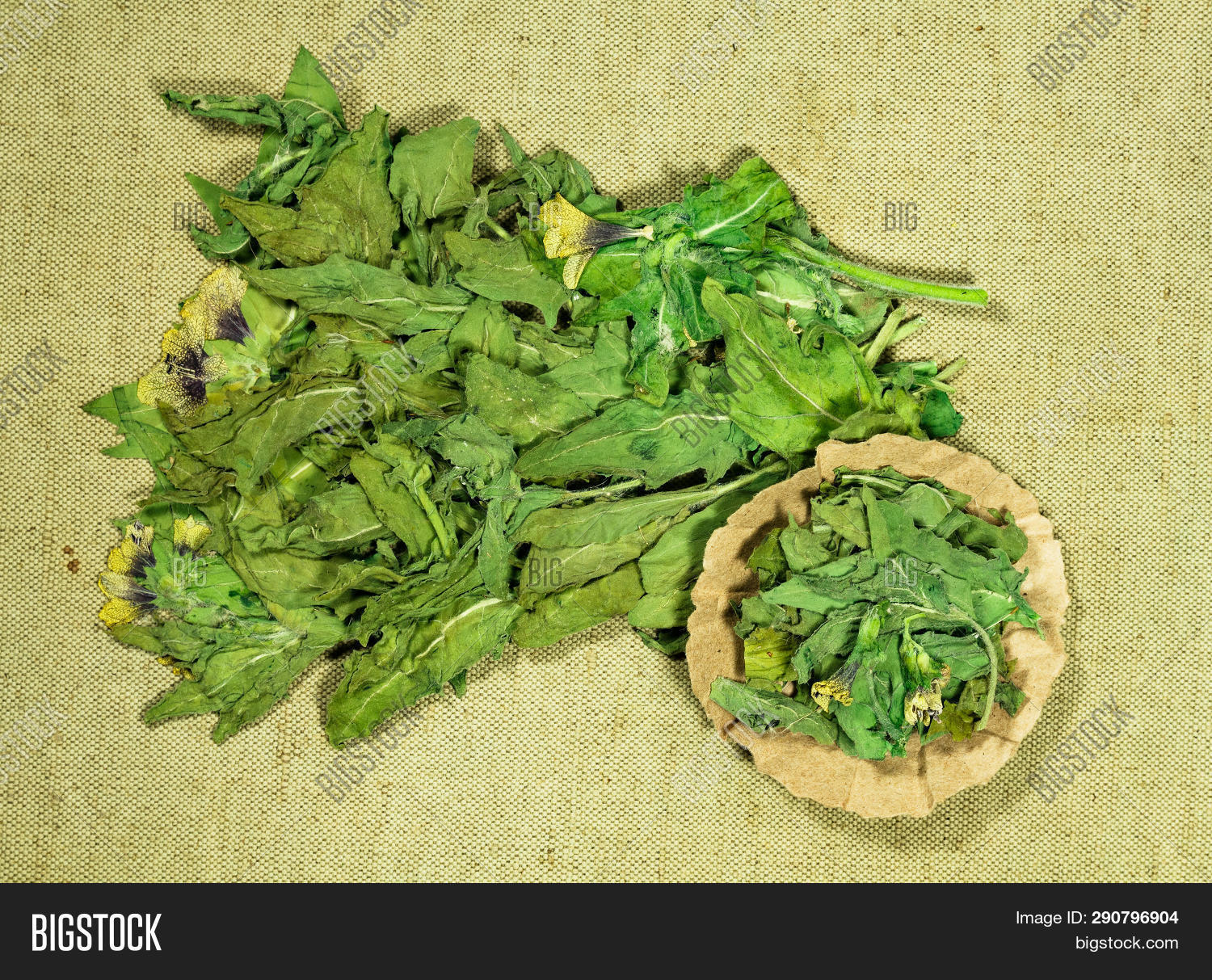 Black Henbane. Dry Image & Photo (Free Trial) | Bigstock
