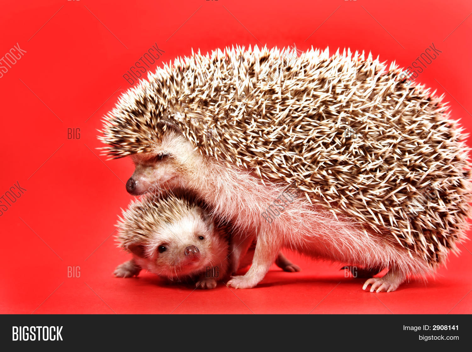 Mother Baby Hedgehog Image & Photo (Free Trial) | Bigstock