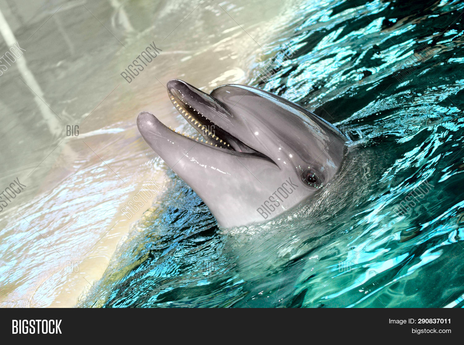 Dolphin Pool Water. Image & Photo (Free Trial) | Bigstock
