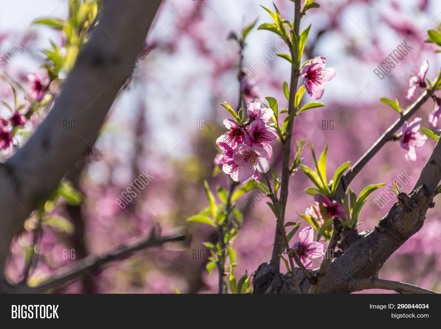 Peach Tree Bloom, Pink Image & Photo (Free Trial) | Bigstock