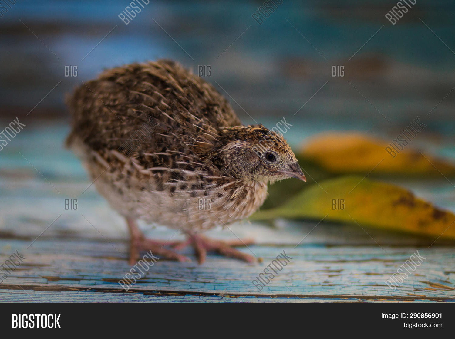 Fluffy Baby Bird Quail Image & Photo (Free Trial) | Bigstock