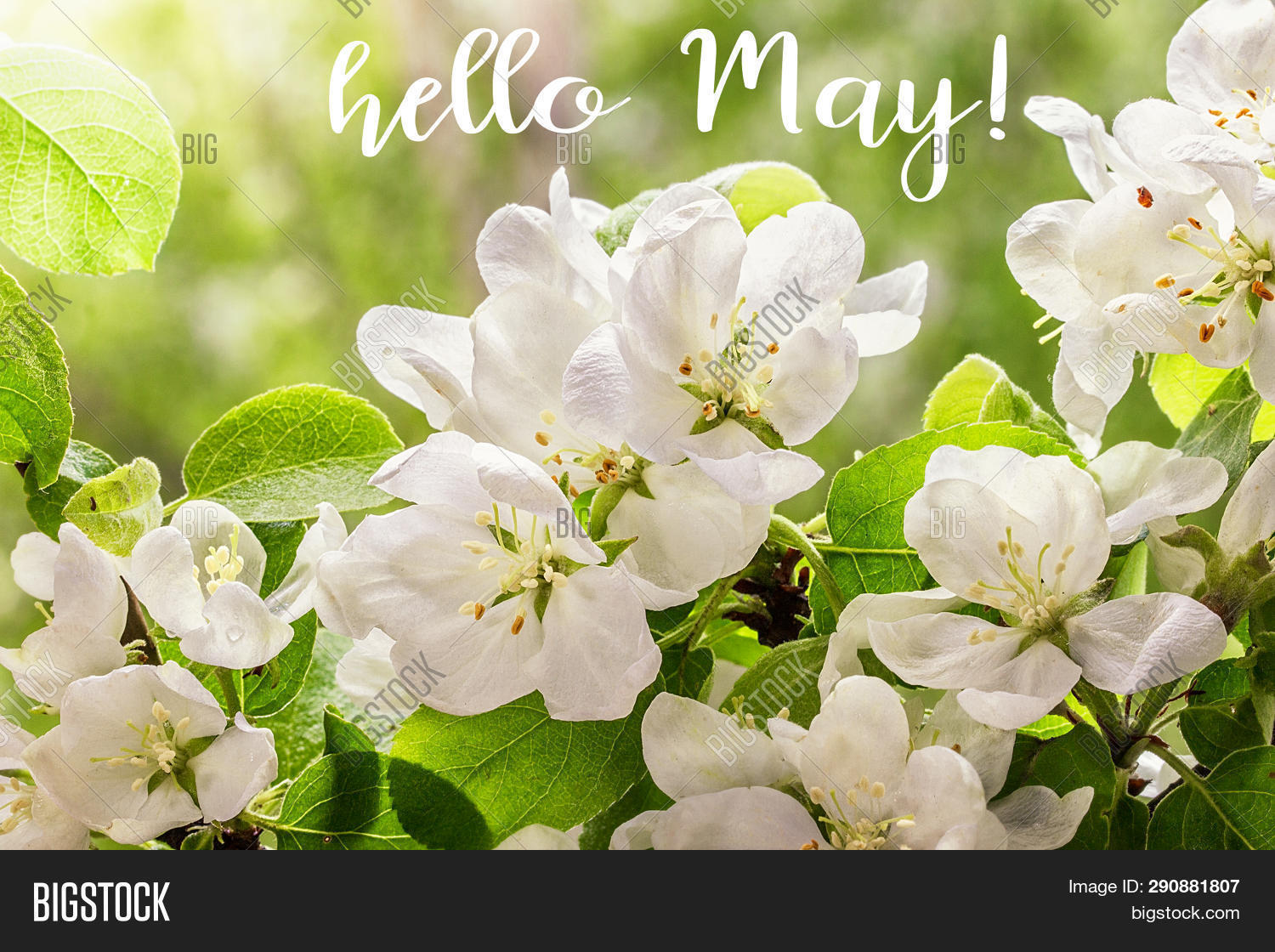 Hello May Lettering Image & Photo (Free Trial) | Bigstock