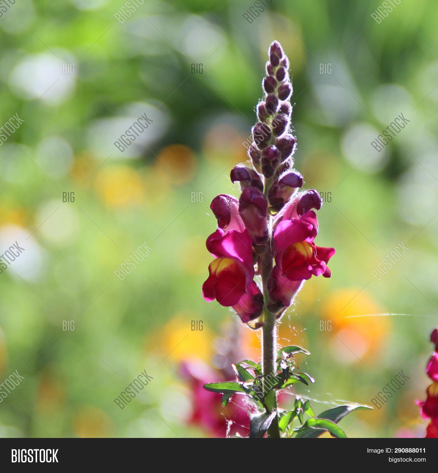 Linaria Flower Green Image & Photo (Free Trial) | Bigstock