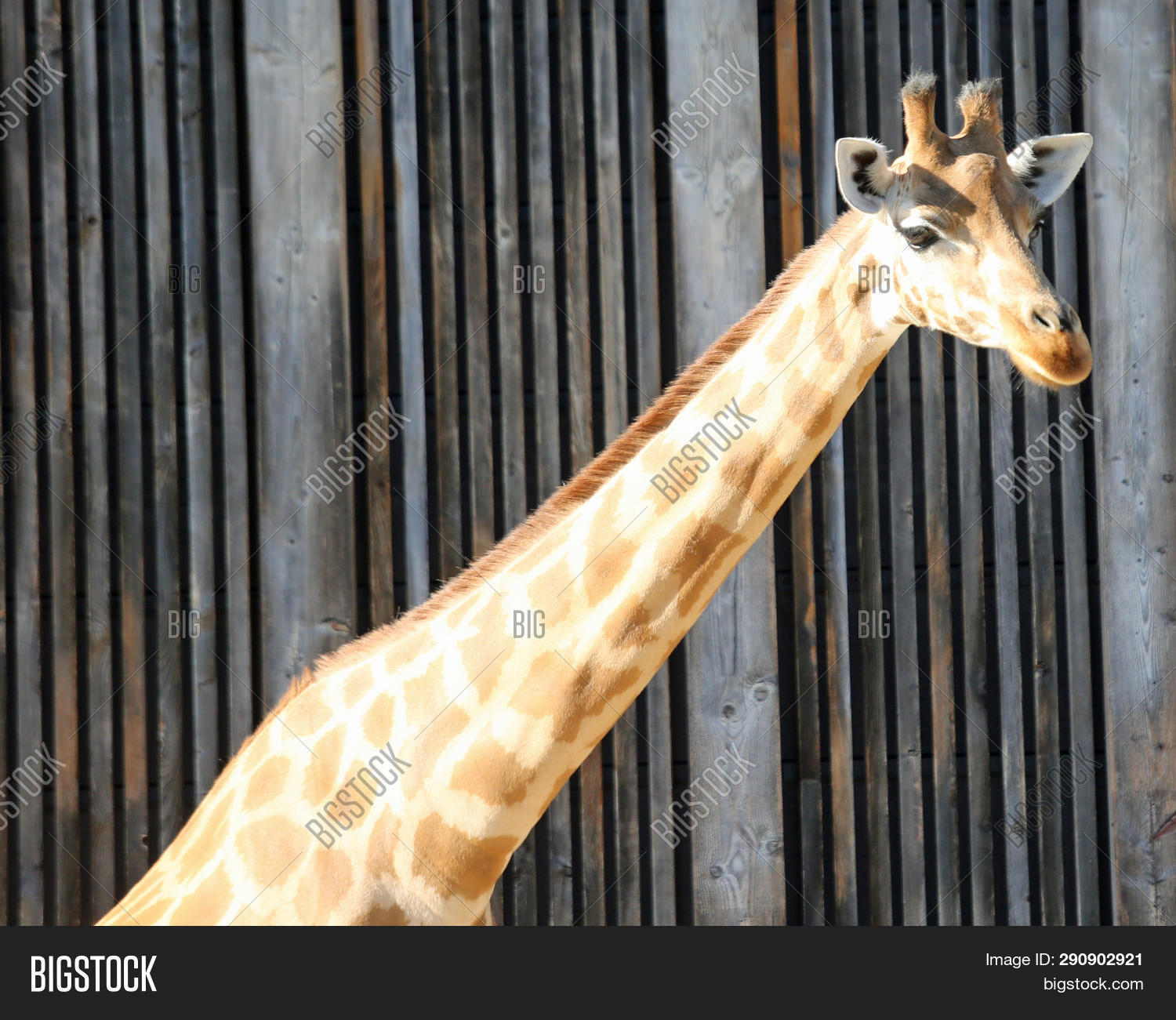 Young Giraffe Long Image & Photo (Free Trial) | Bigstock
