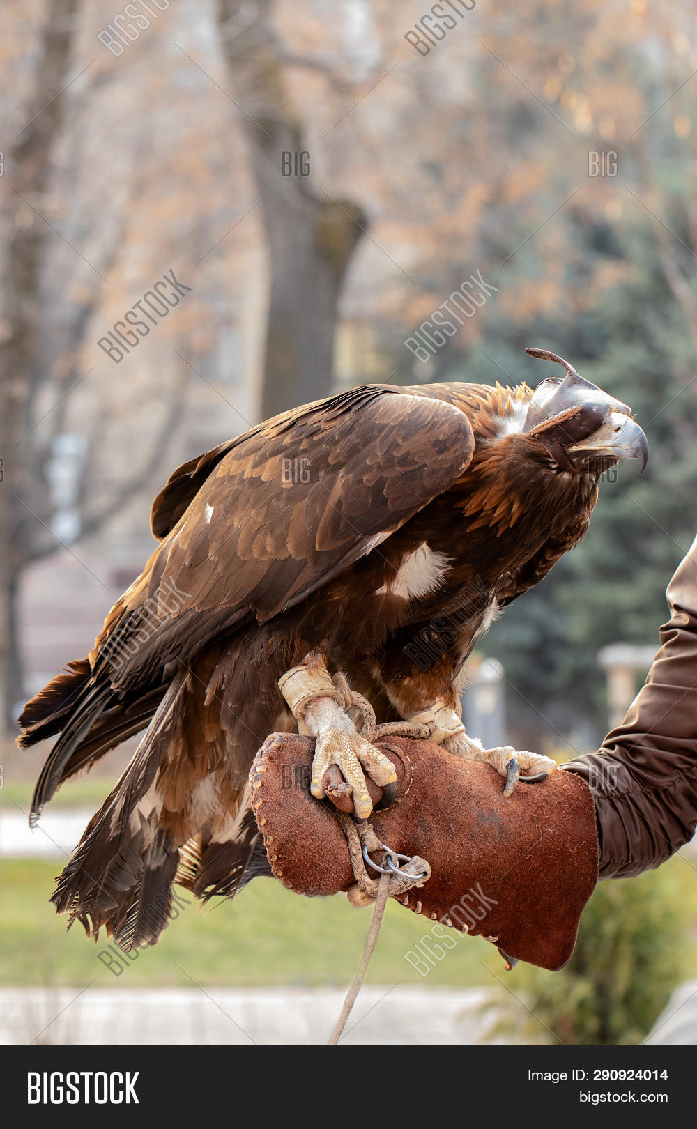 Eagle Sits On Hand, Image & Photo (Free Trial) | Bigstock