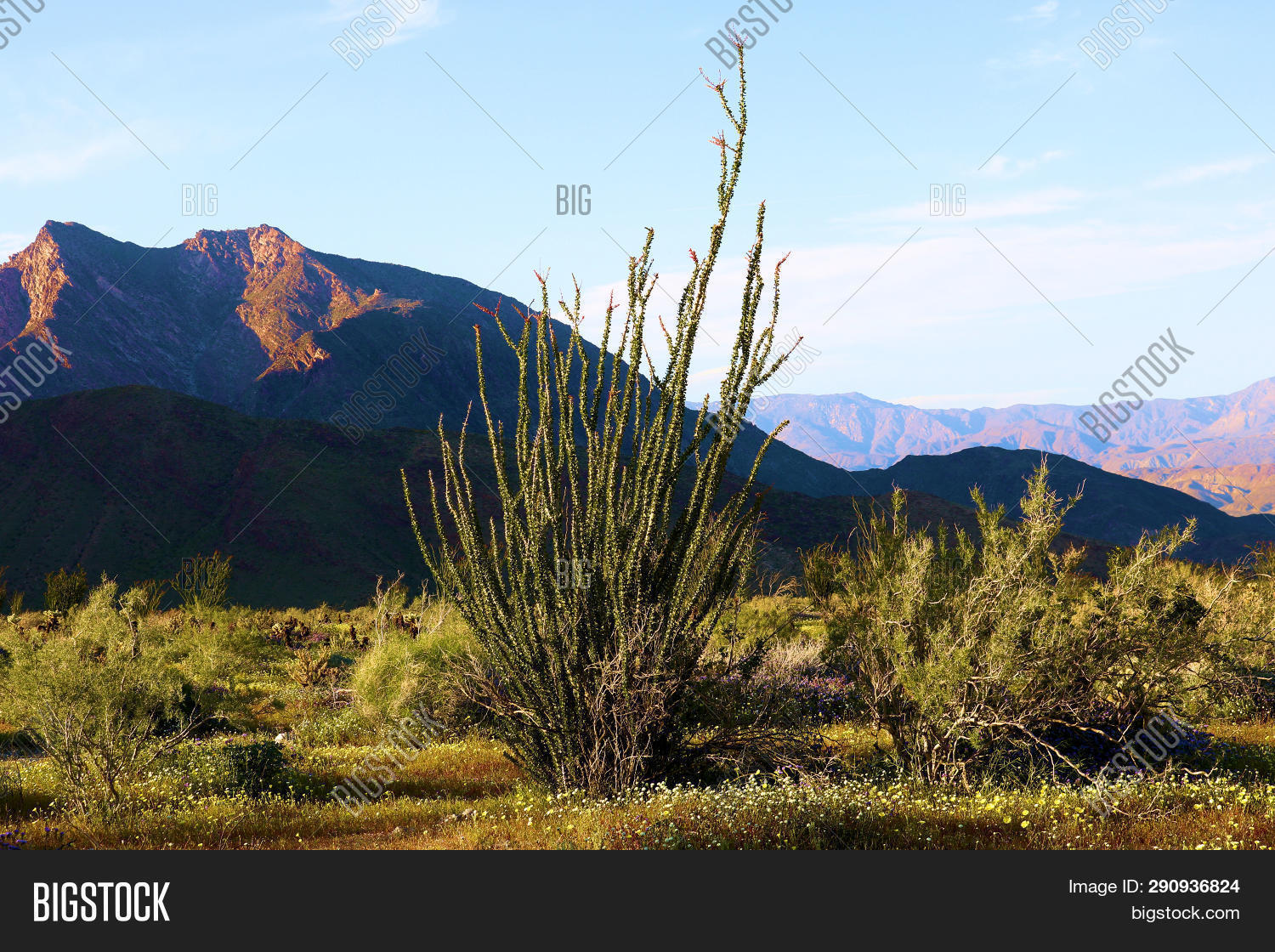 Ocotillo Cactus Plant Image & Photo (Free Trial) | Bigstock