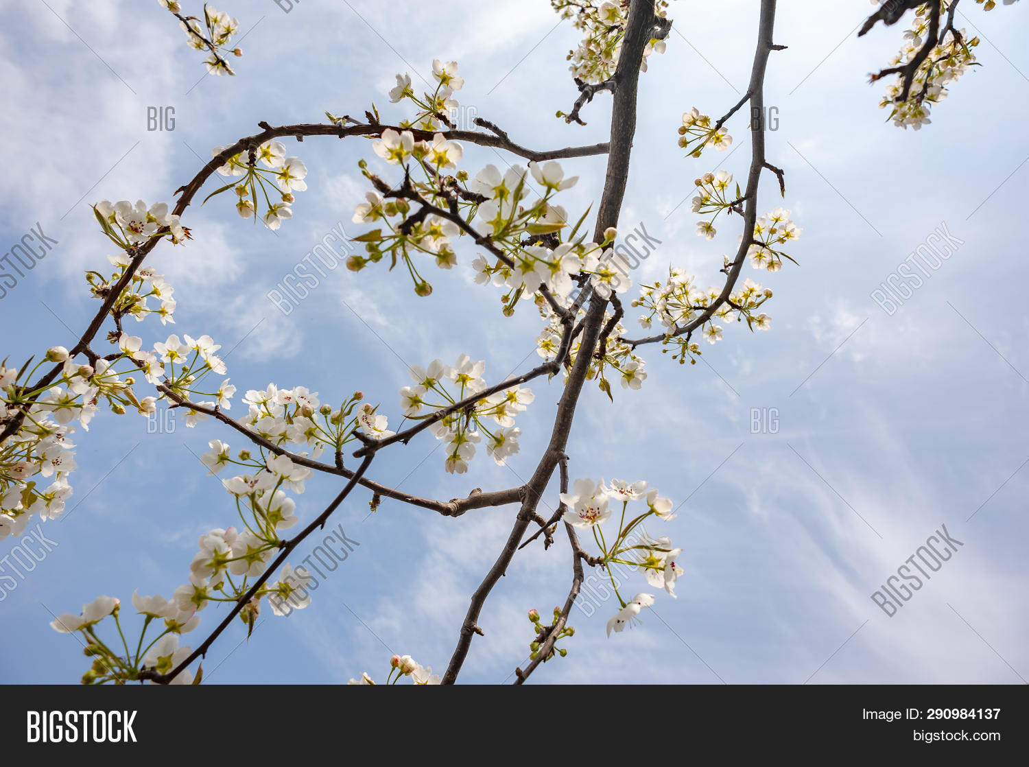 Pear Blossom Tree Image & Photo (Free Trial) | Bigstock