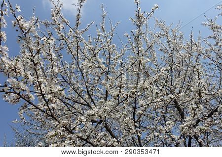 Upright Branches Image & Photo (Free Trial) | Bigstock