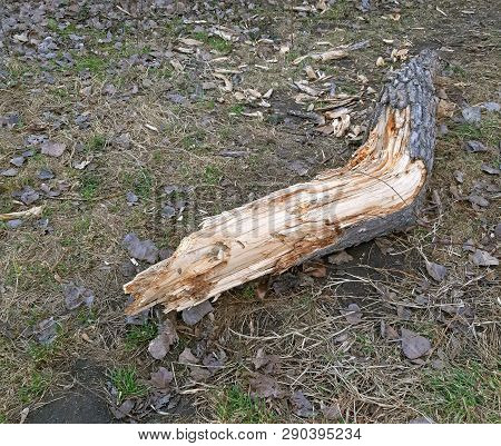 Decomposed Wood Fell Image & Photo (Free Trial) | Bigstock