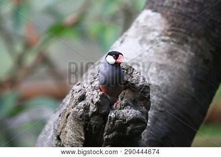Java Rice Sparrow. Hk Image & Photo (Free Trial) | Bigstock
